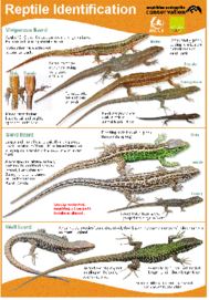 Guide to UK Reptiles and Amphibians | Milton Keynes Natural History Society