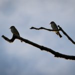 Trip Report for Elfield Park on 23 August 2016 | Milton Keynes Natural ...