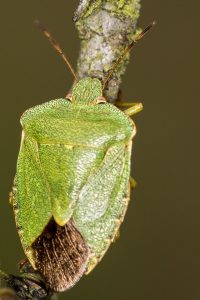 Checklist of UK Heteroptera | Milton Keynes Natural History Society