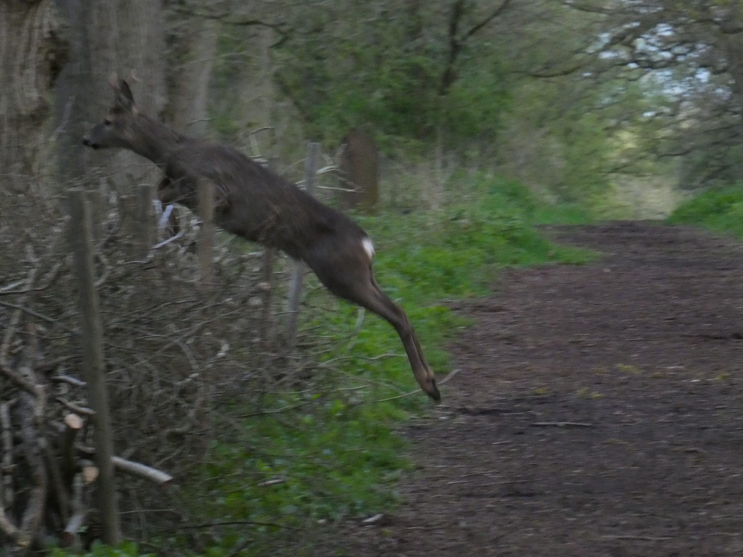 Society Walk at Linford Wood – Tuesday 25th April 2023 | Milton Keynes ...