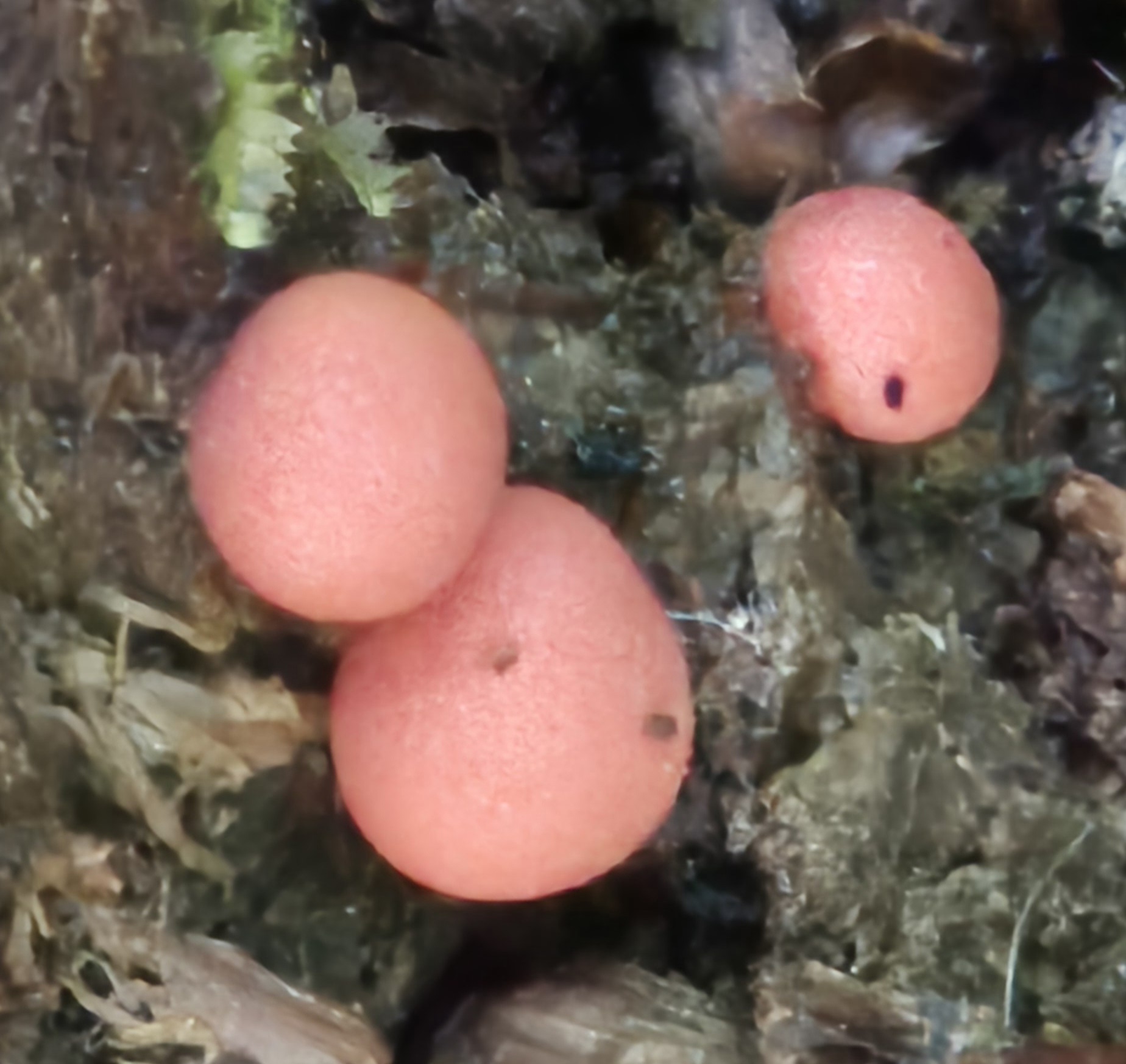 NORTH BUCKS WAY & HAZELEY WOOD – Report of Site visit: Tues 14th May ...